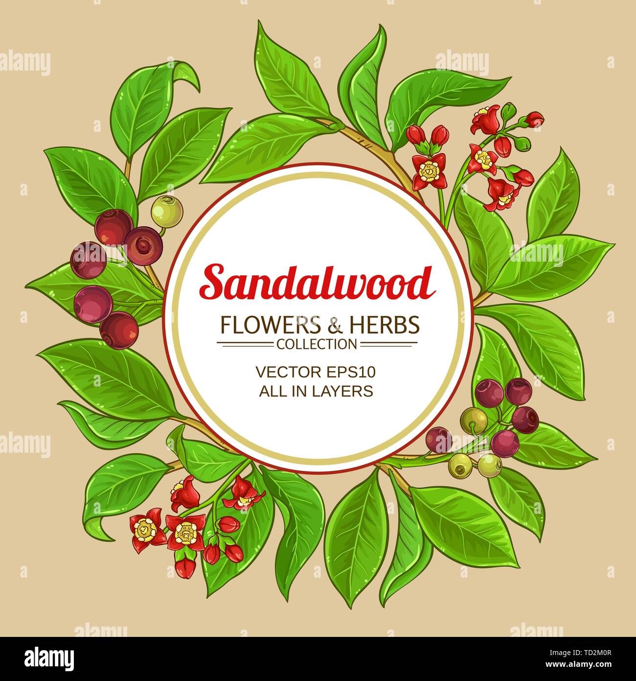 sandalwood vector frame on color background Stock Vector Image & Art ...