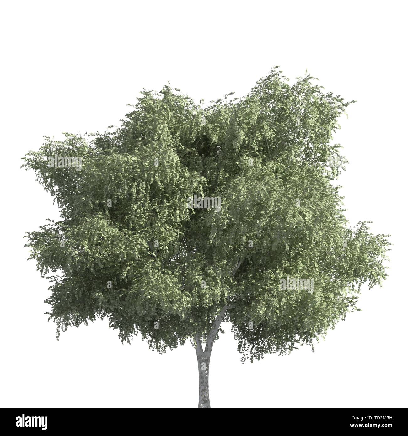 Tree 3d illustration isolated on the white background Stock Photo - Alamy