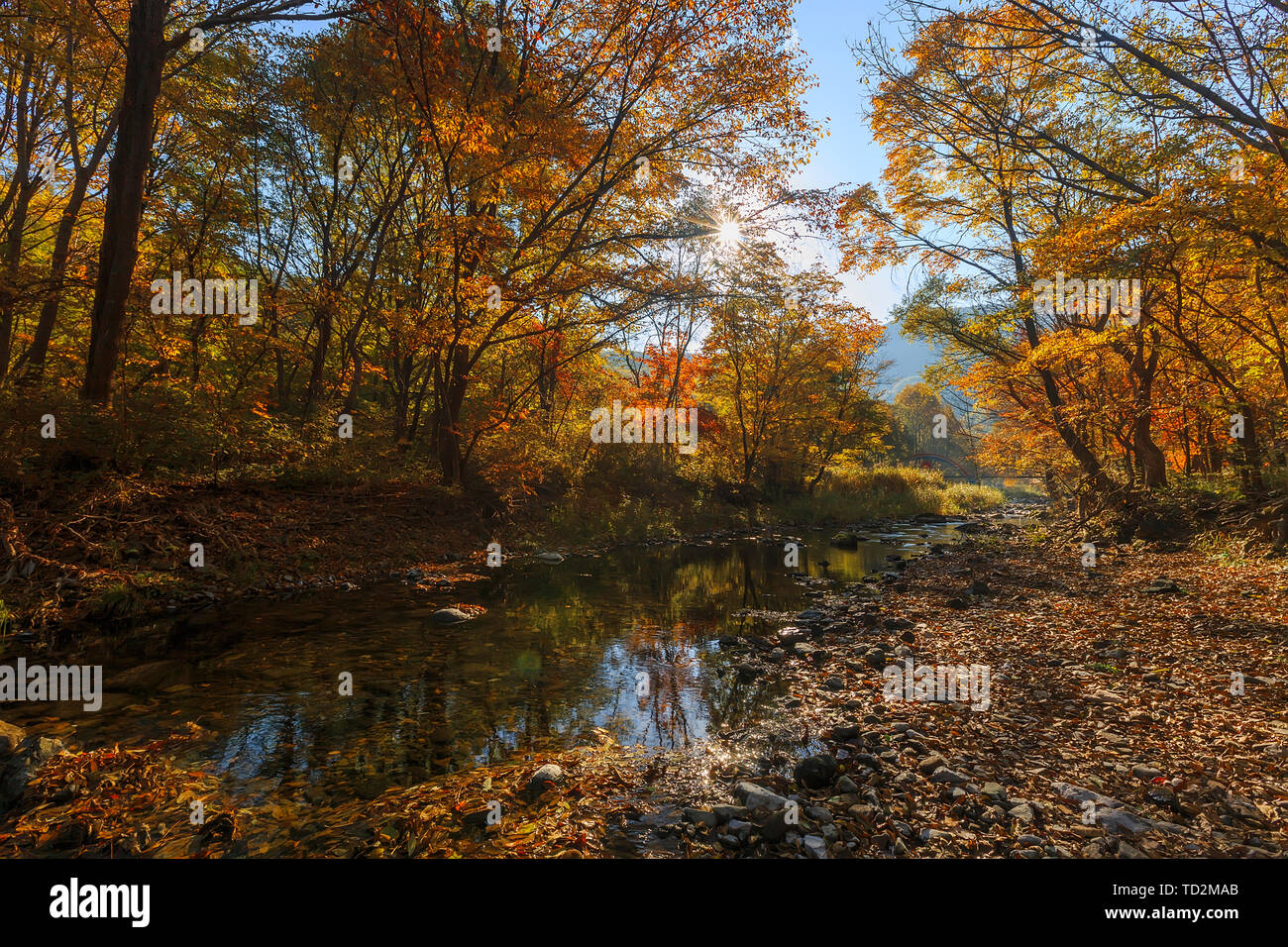Mangrove grove hi-res stock photography and images - Alamy
