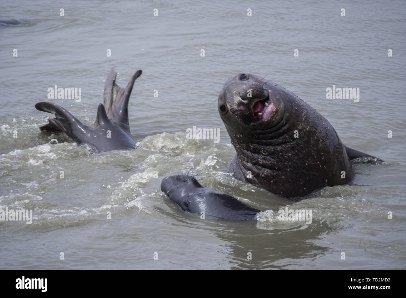 Taro head hi-res stock photography and images - Alamy