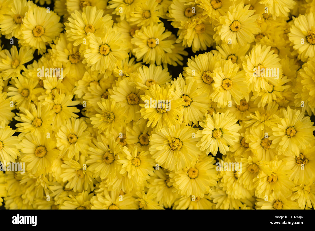 Chrysanthemum old roots hi-res stock photography and images - Alamy