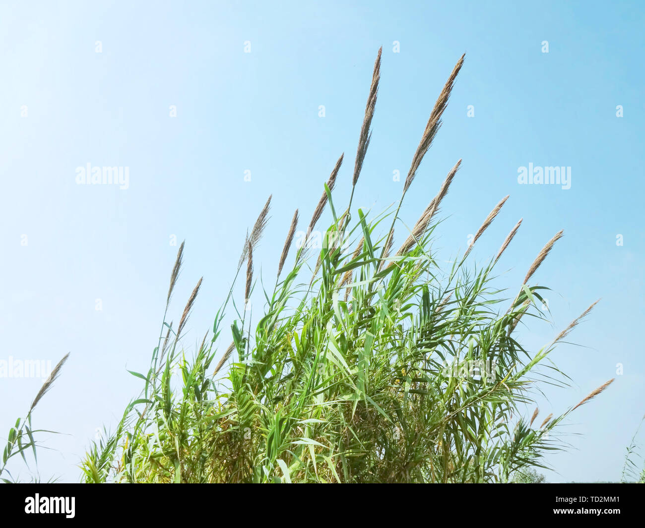 The reed in the wind Stock Photo - Alamy