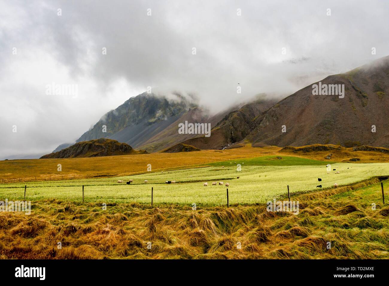 The beautiful and green area around Hoefn in South East Iceland ...