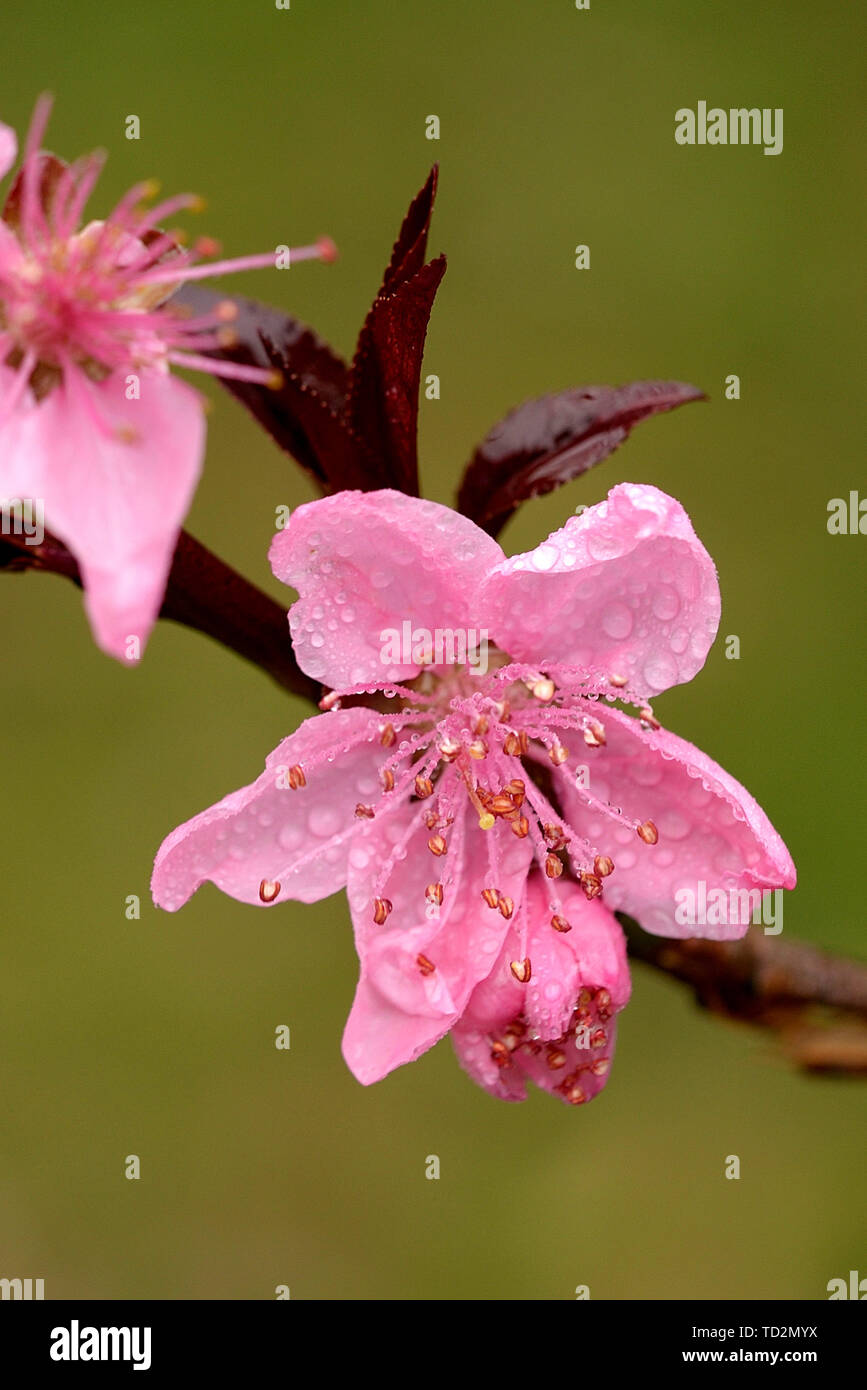Pictures peaches hi-res stock photography and images - Alamy