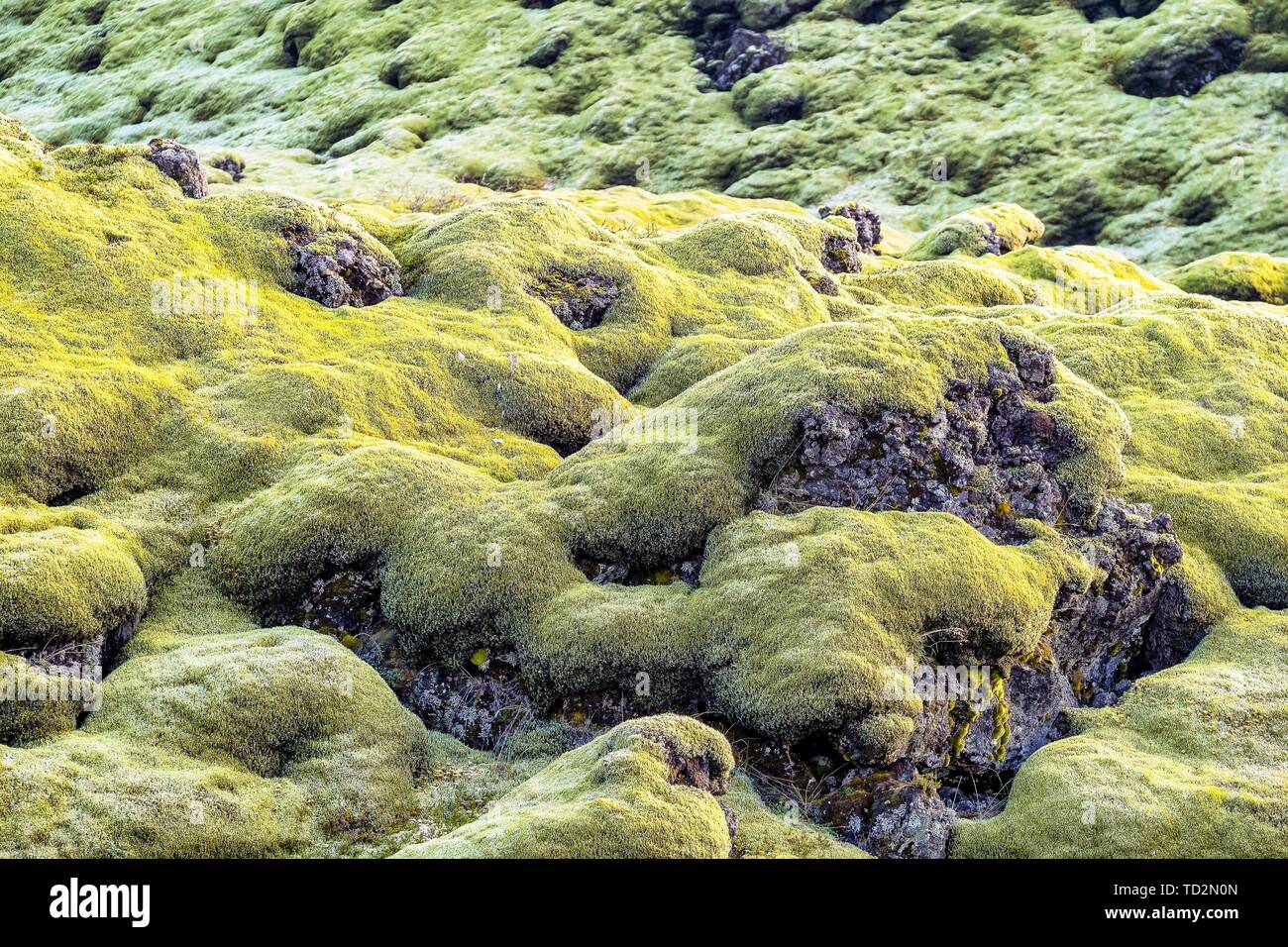 The Mossy Lava Fields near Vik in Iceland, Europe Stock Photo - Alamy