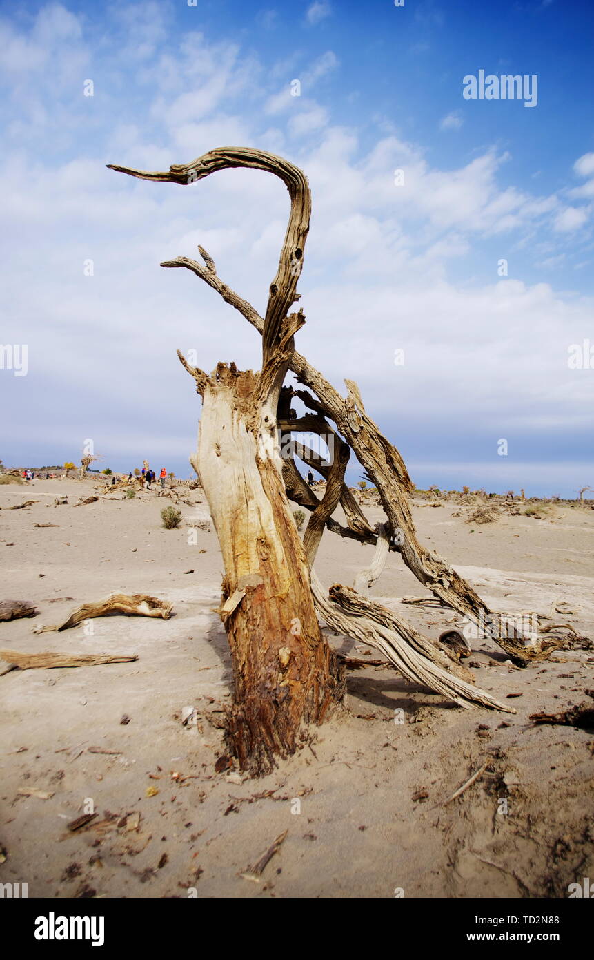 Poplar dead wood in Ejina, Inner Mongolia Stock Photo - Alamy