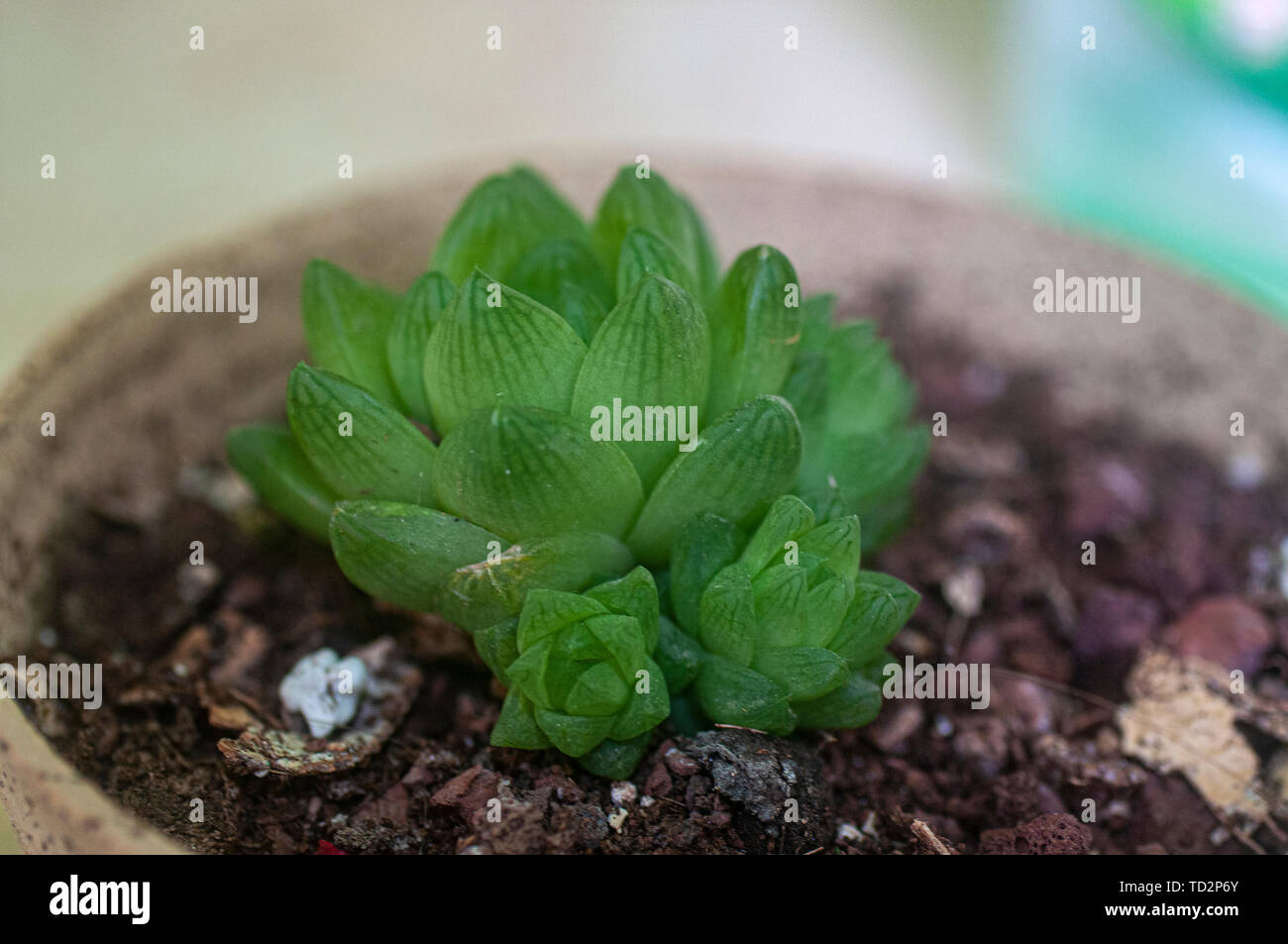 Rosette like growth hi-res stock photography and images - Alamy