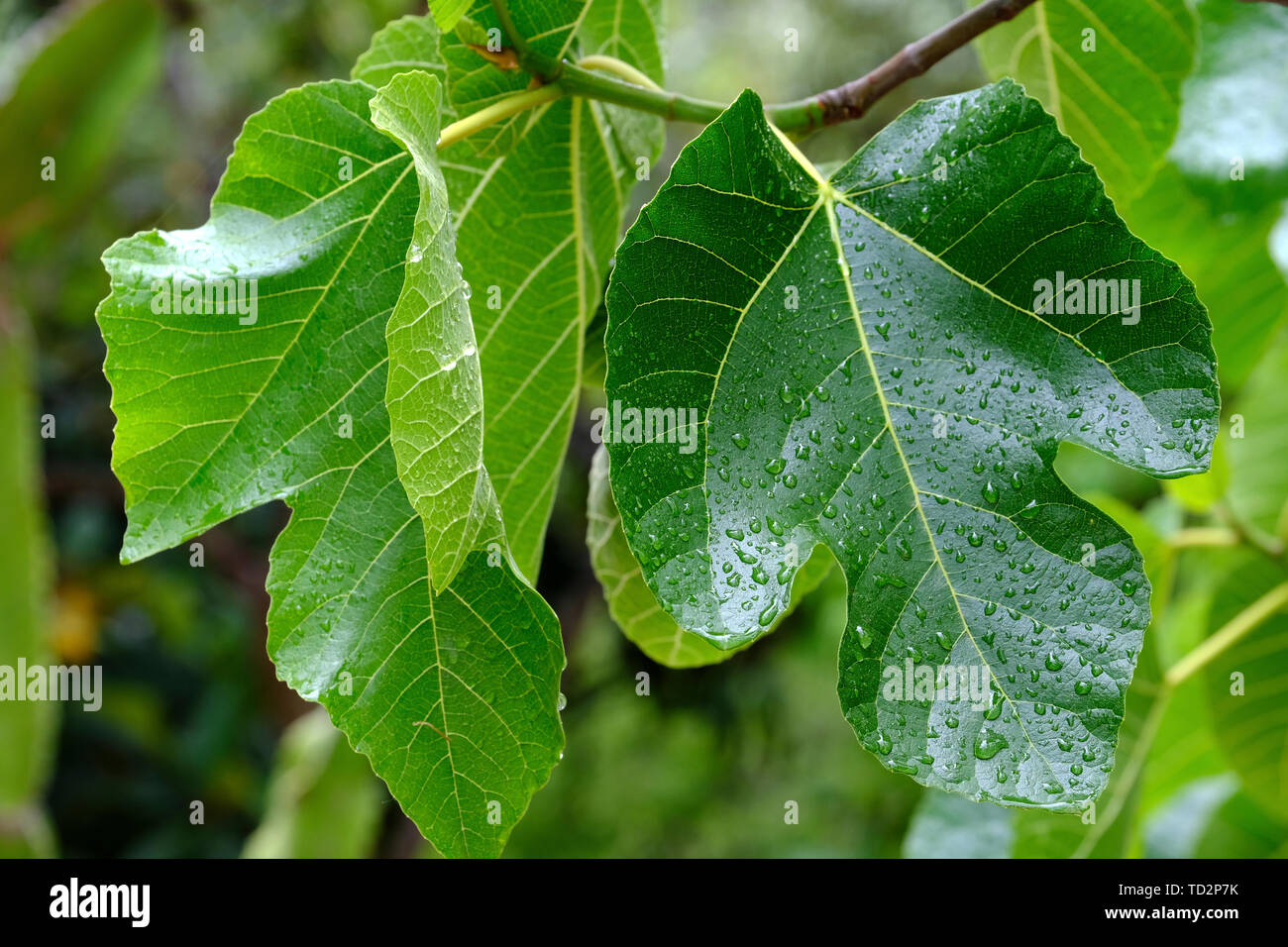 wild plant at the Alcantara river gorge, Sicily, Italy Stock Photo - Alamy