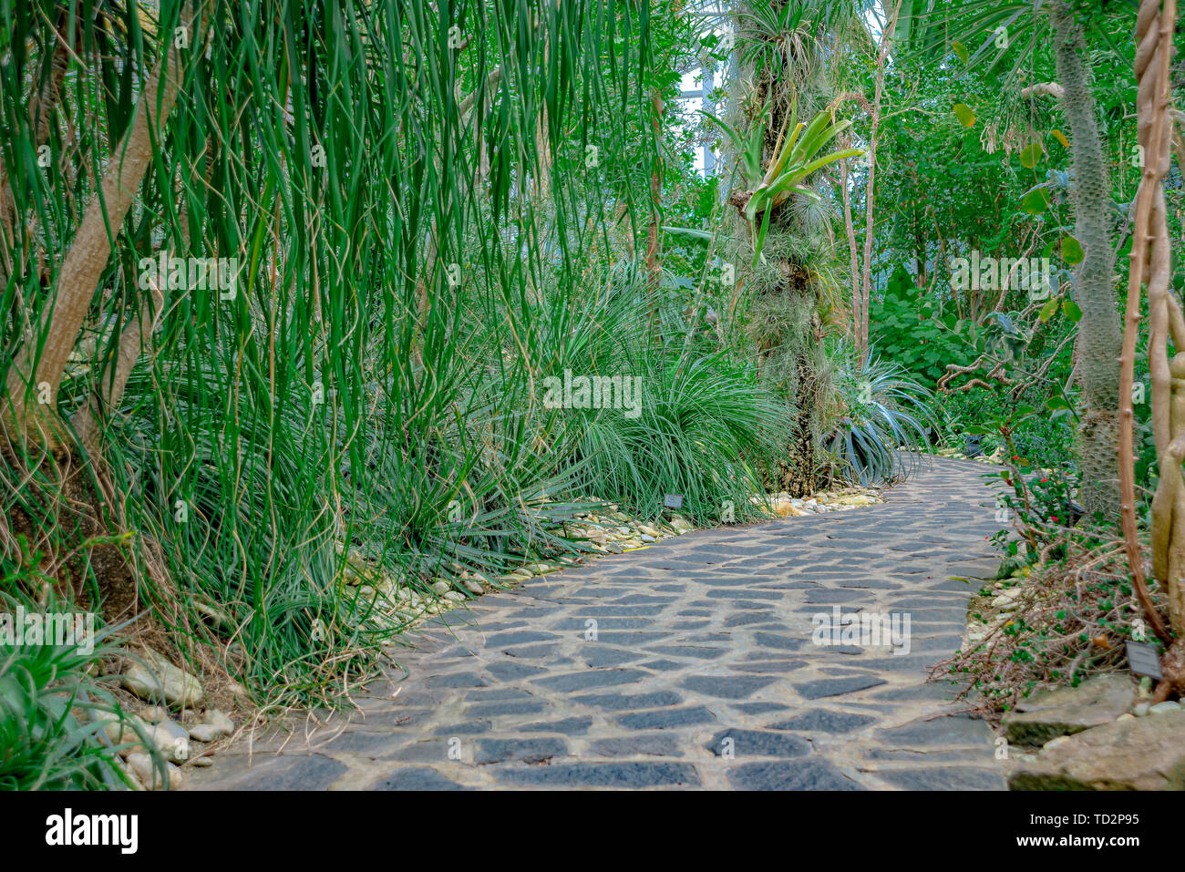 Path meanders through the jungle Stock Photo - Alamy