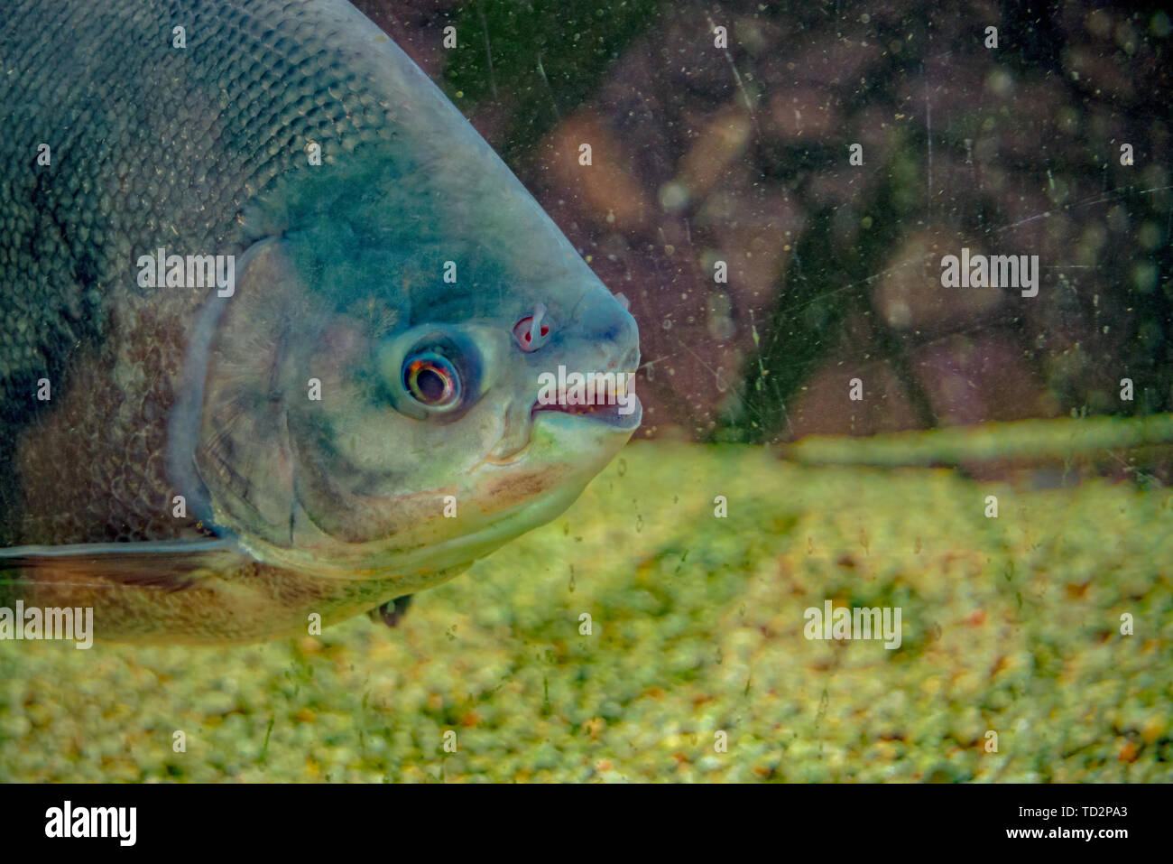 Piranha with sharp teeth floats in the pond Stock Photo - Alamy
