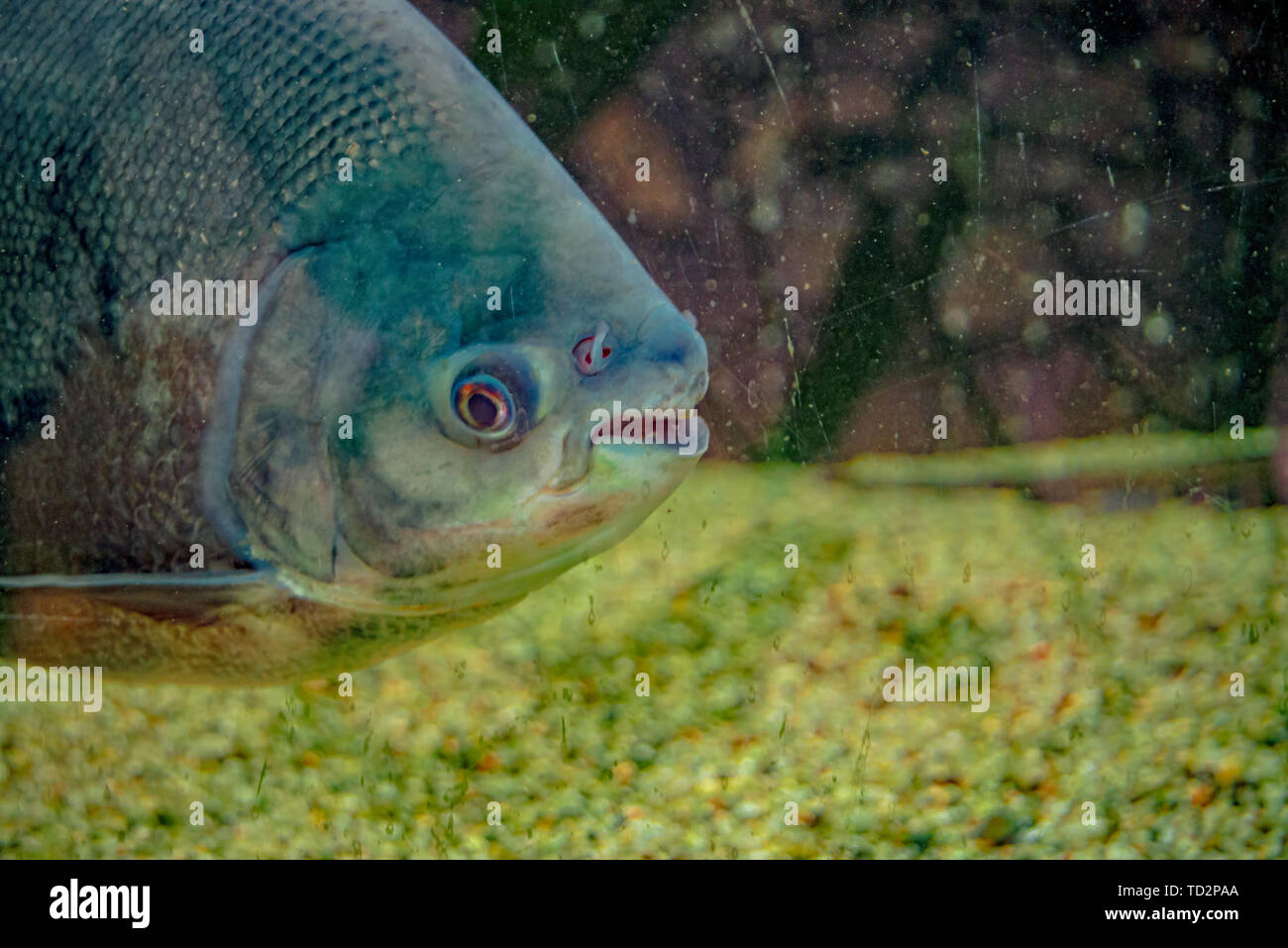 Piranha with sharp teeth floats in the pond Stock Photo - Alamy