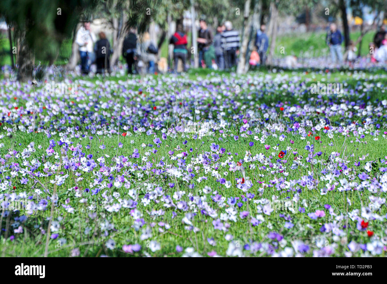 Israel, A field of spring wildflowers Anemone coronaria (Poppy Anemone ...