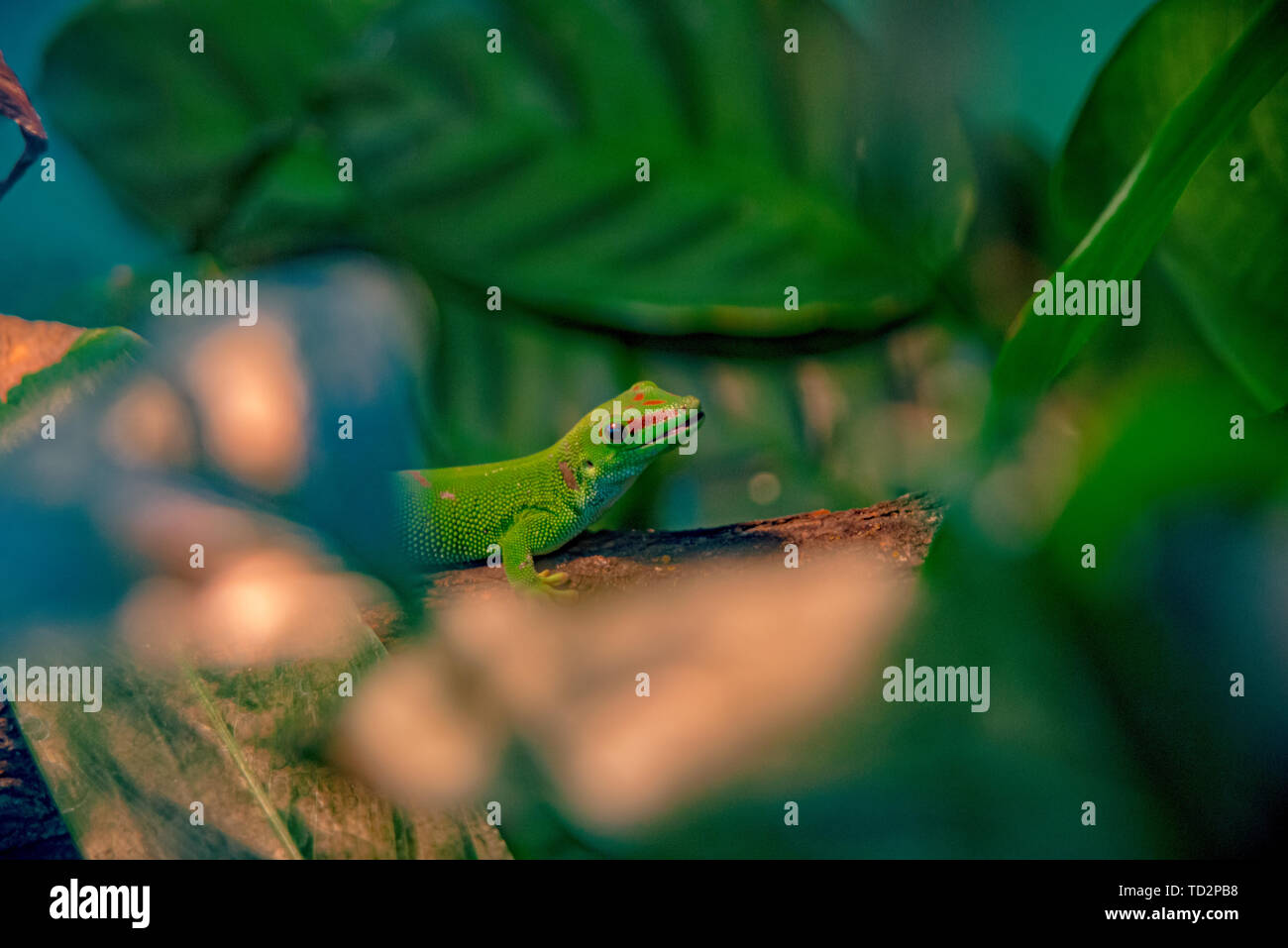 Vibrant gecko close up hi-res stock photography and images - Alamy