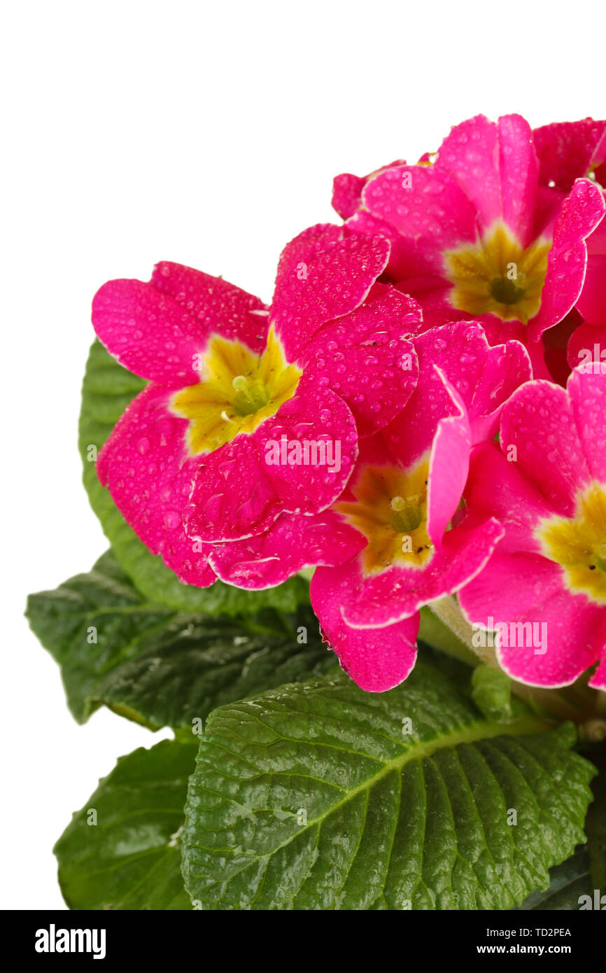 Beautiful pink primula, isolated on white Stock Photo - Alamy