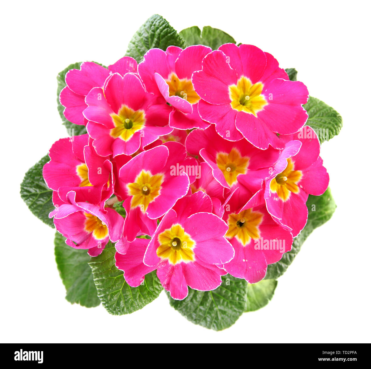 Beautiful pink primula, isolated on white Stock Photo - Alamy