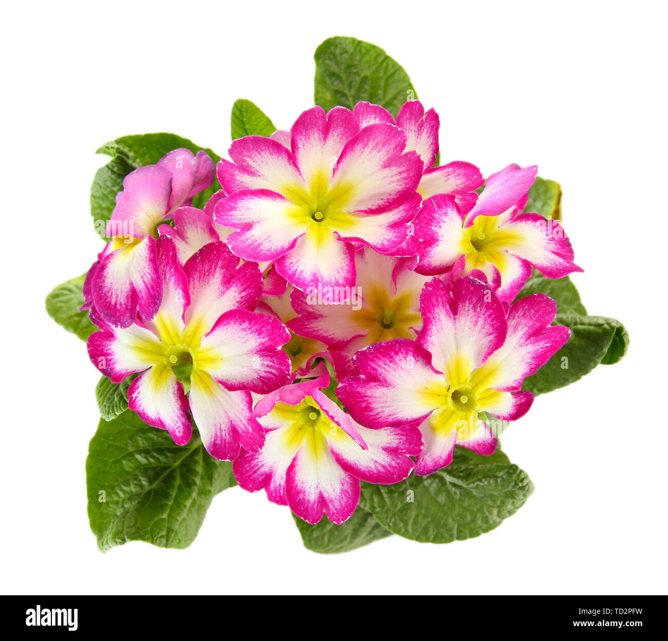 Beautiful pink primula, isolated on white Stock Photo - Alamy