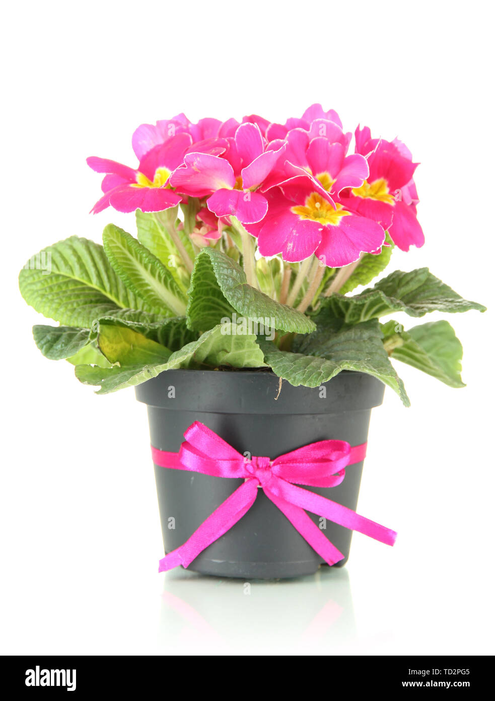Primula pot ribbon hi-res stock photography and images - Alamy