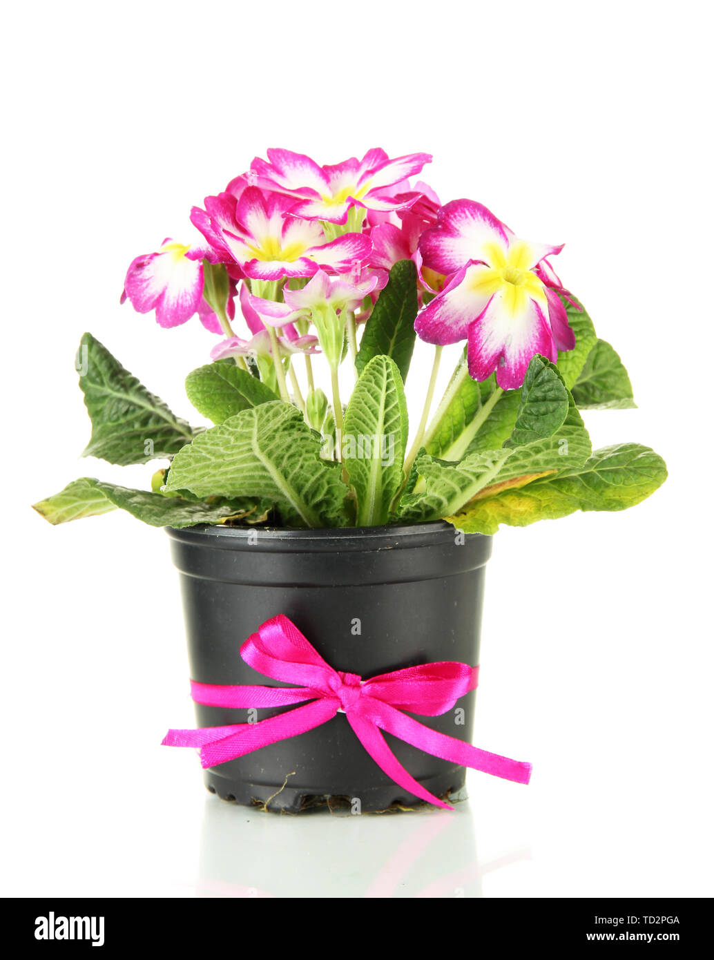 Beautiful pink primula in flowerpot, isolated on white Stock Photo - Alamy