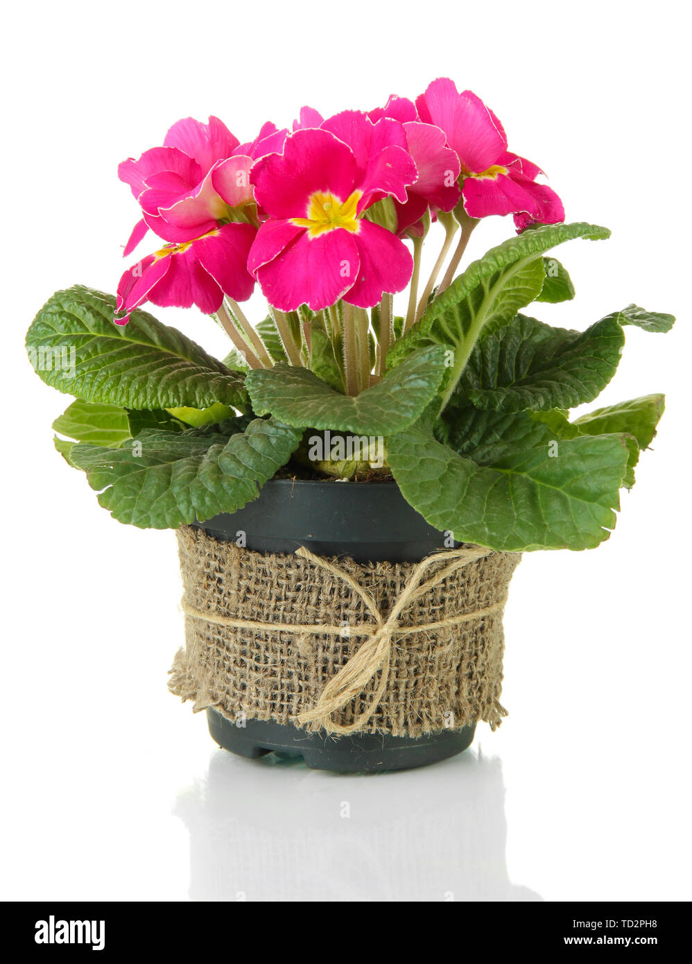Beautiful pink primula in flowerpot, isolated on white Stock Photo - Alamy