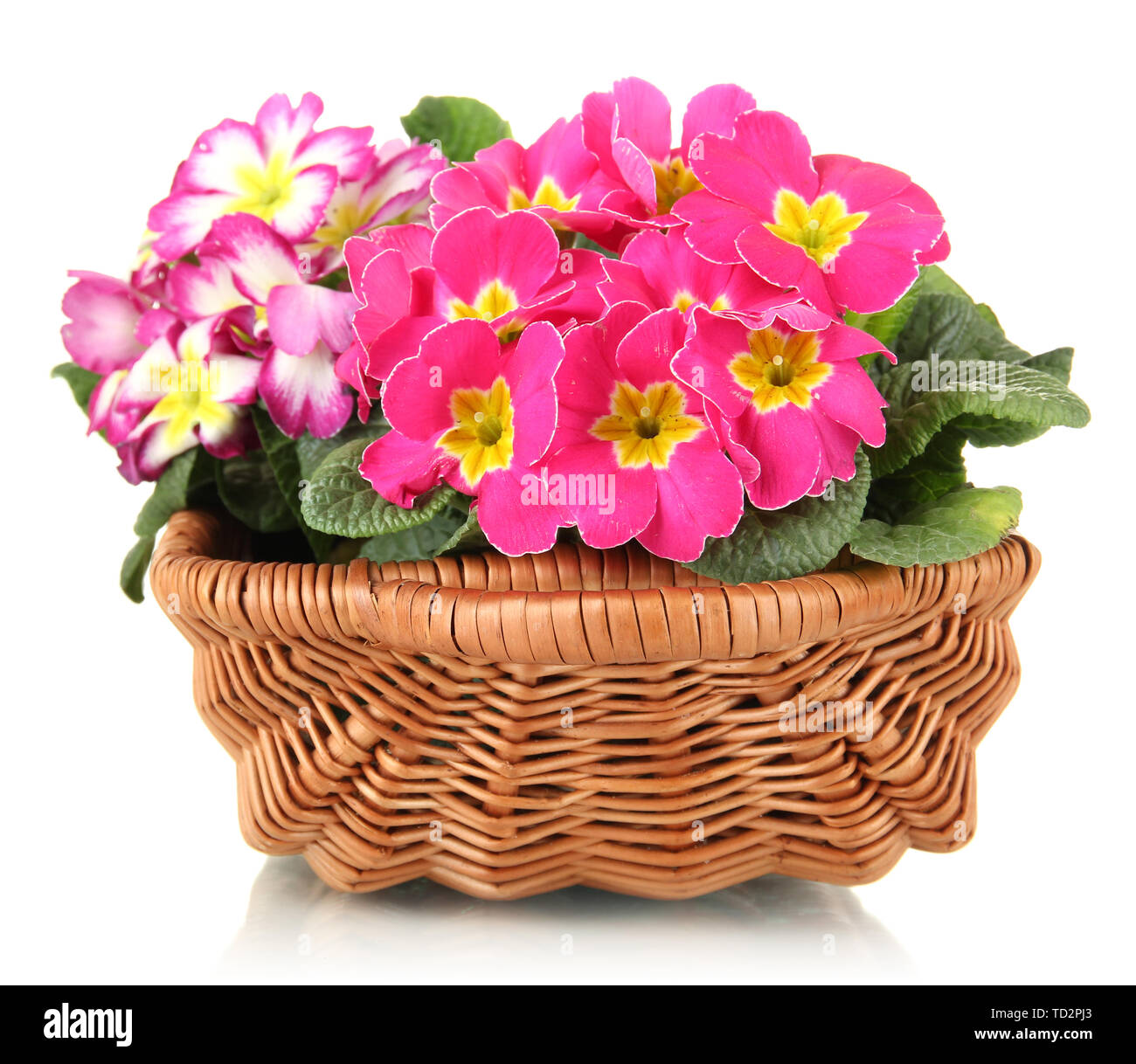 Beautiful pink primulas in basket, isolated on white Stock Photo - Alamy