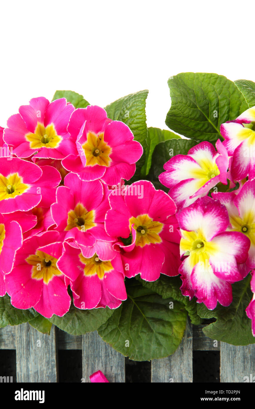 Beautiful pink primulas wooden decorative flowerpot, isolated on white ...