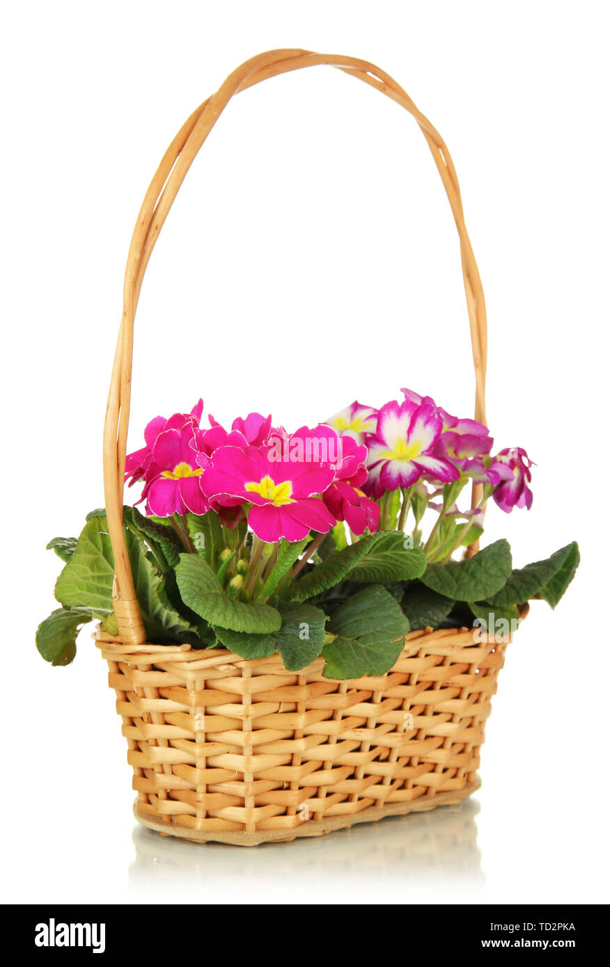 Beautiful pink primulas in basket, isolated on white Stock Photo - Alamy