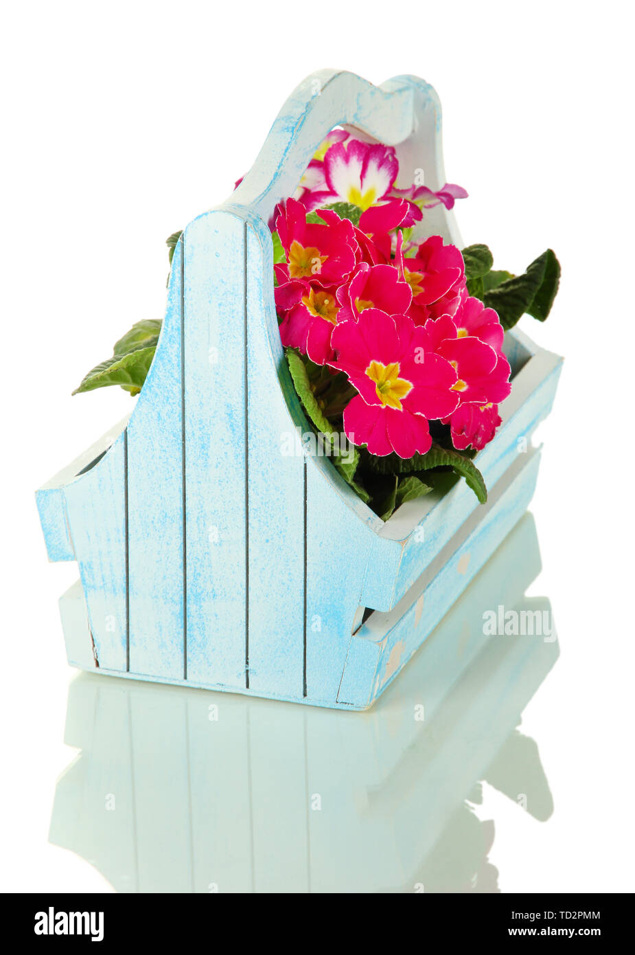 Beautiful pink primulas in wooden basket, isolated on white Stock Photo ...