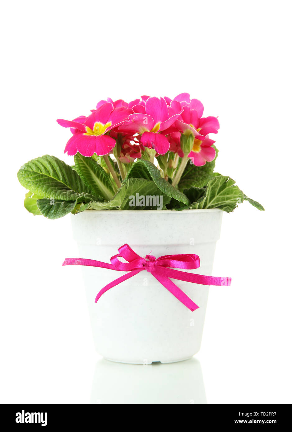 Primula pot ribbon hi-res stock photography and images - Alamy