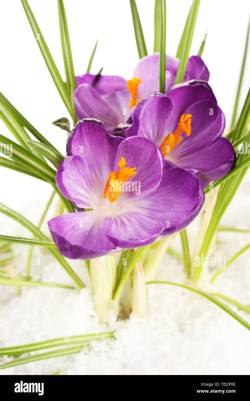 Purple crocuses on the snow hi-res stock photography and images - Alamy