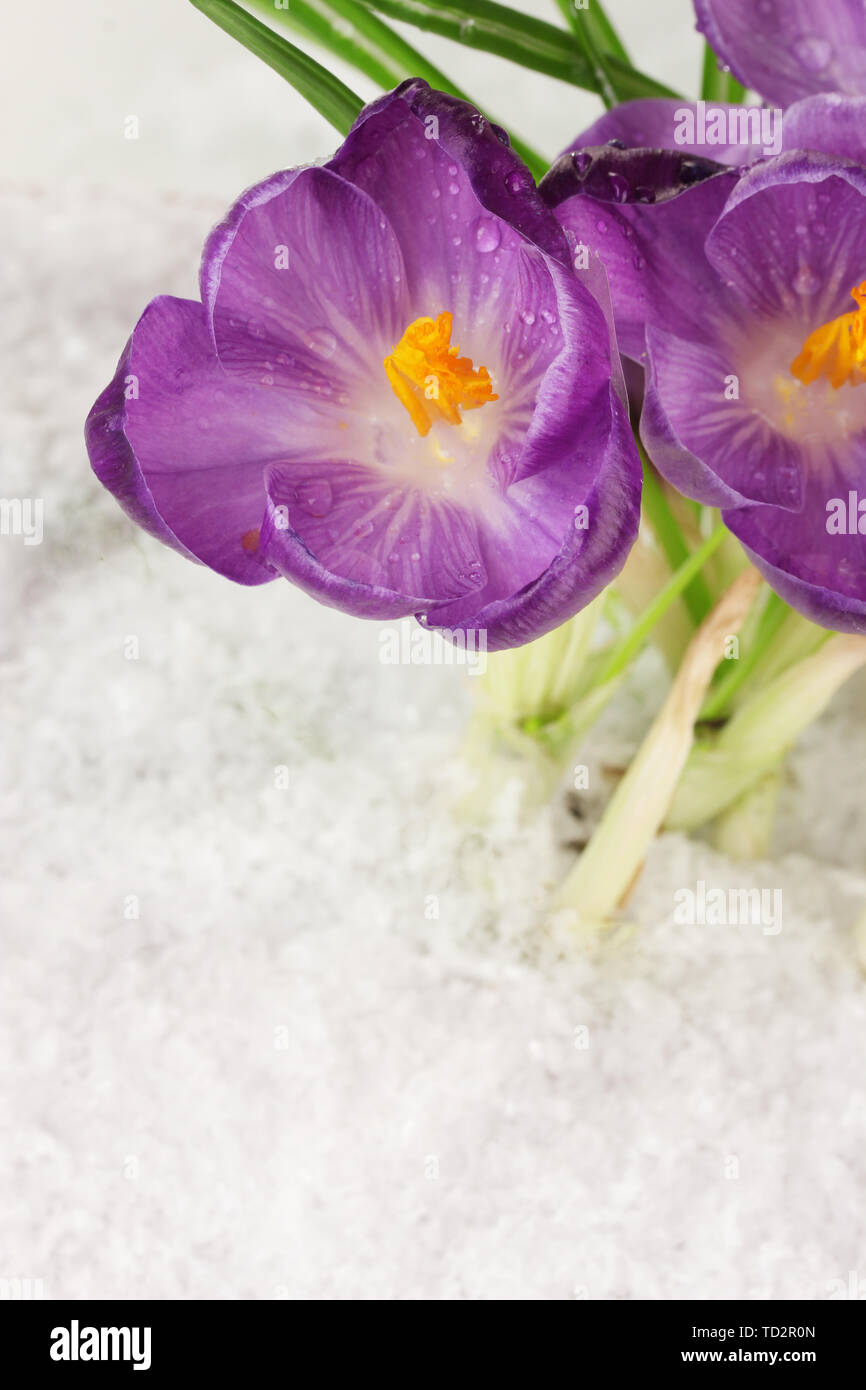Purple snow drops hi-res stock photography and images - Alamy