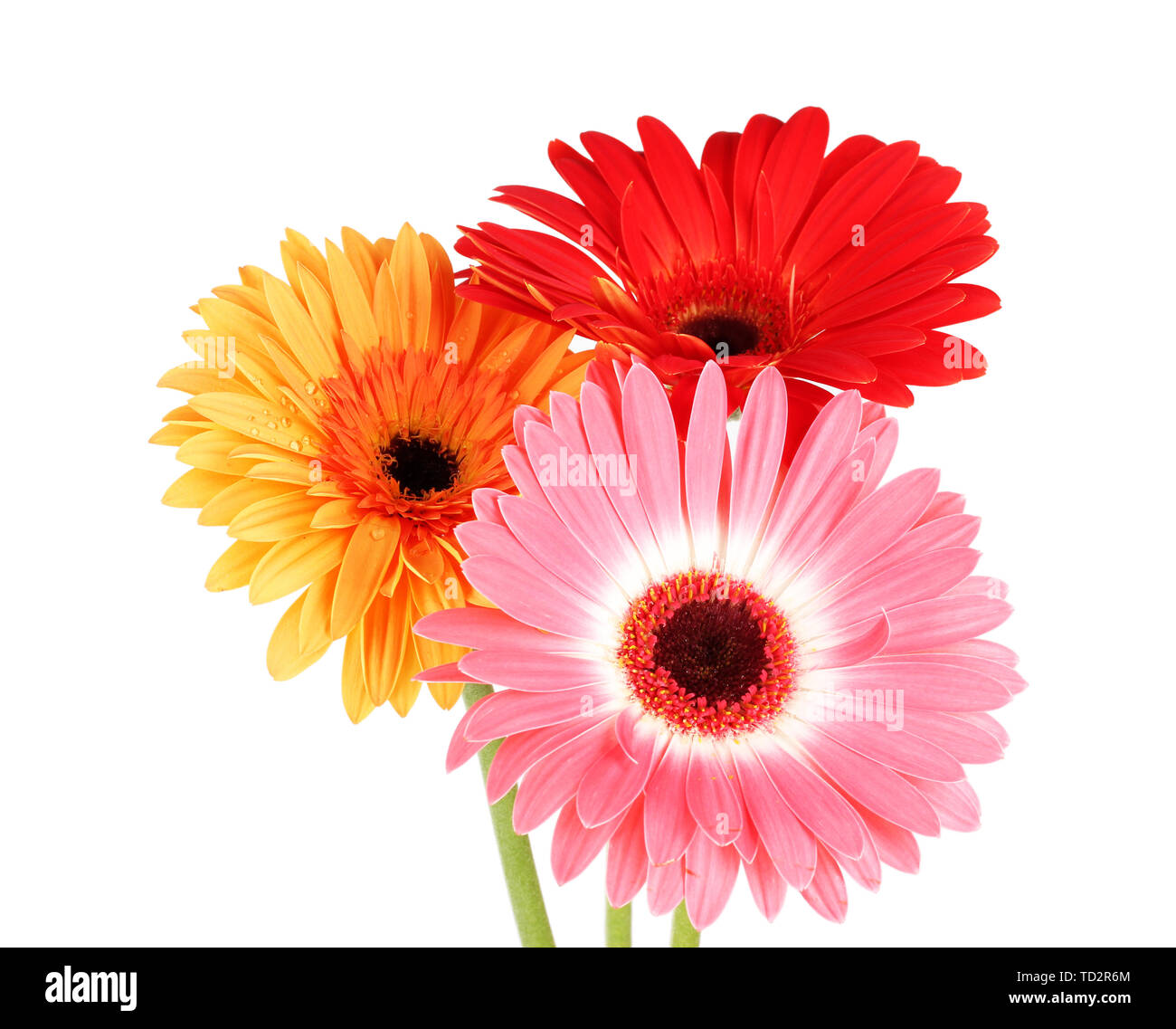 Beautiful Gerber flowers isolated on white Stock Photo - Alamy