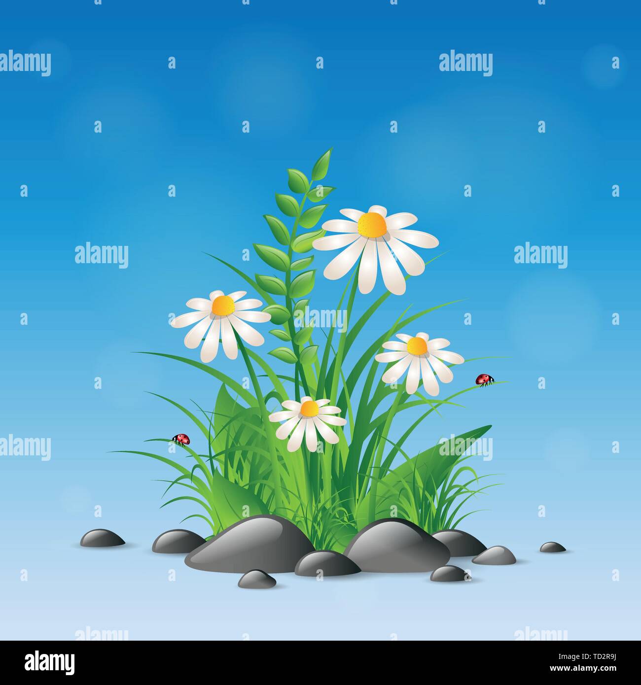 daisy flowers and green grass spring nature vector illustration EPS10 ...