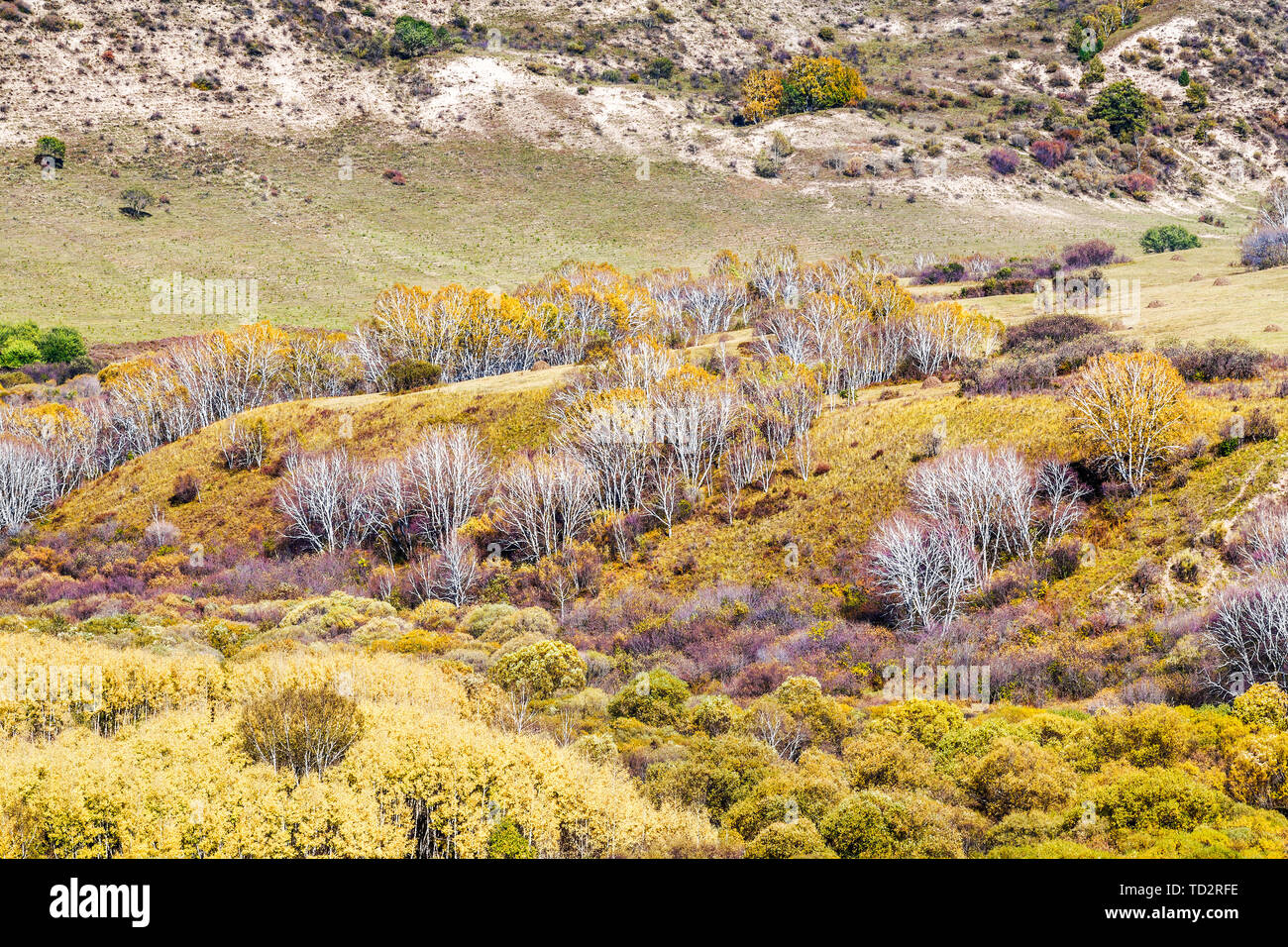 Autumn color on the dam. Paddock dam Yudaokou prairie forest scenic ...