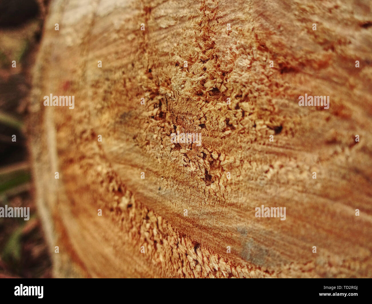 Texture of tree cross section Stock Photo - Alamy