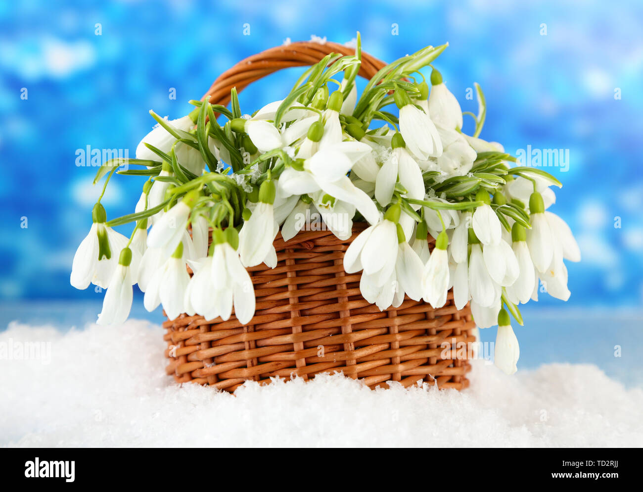 Spring snowdrop flowers in wicker basket with snow, on bright ...