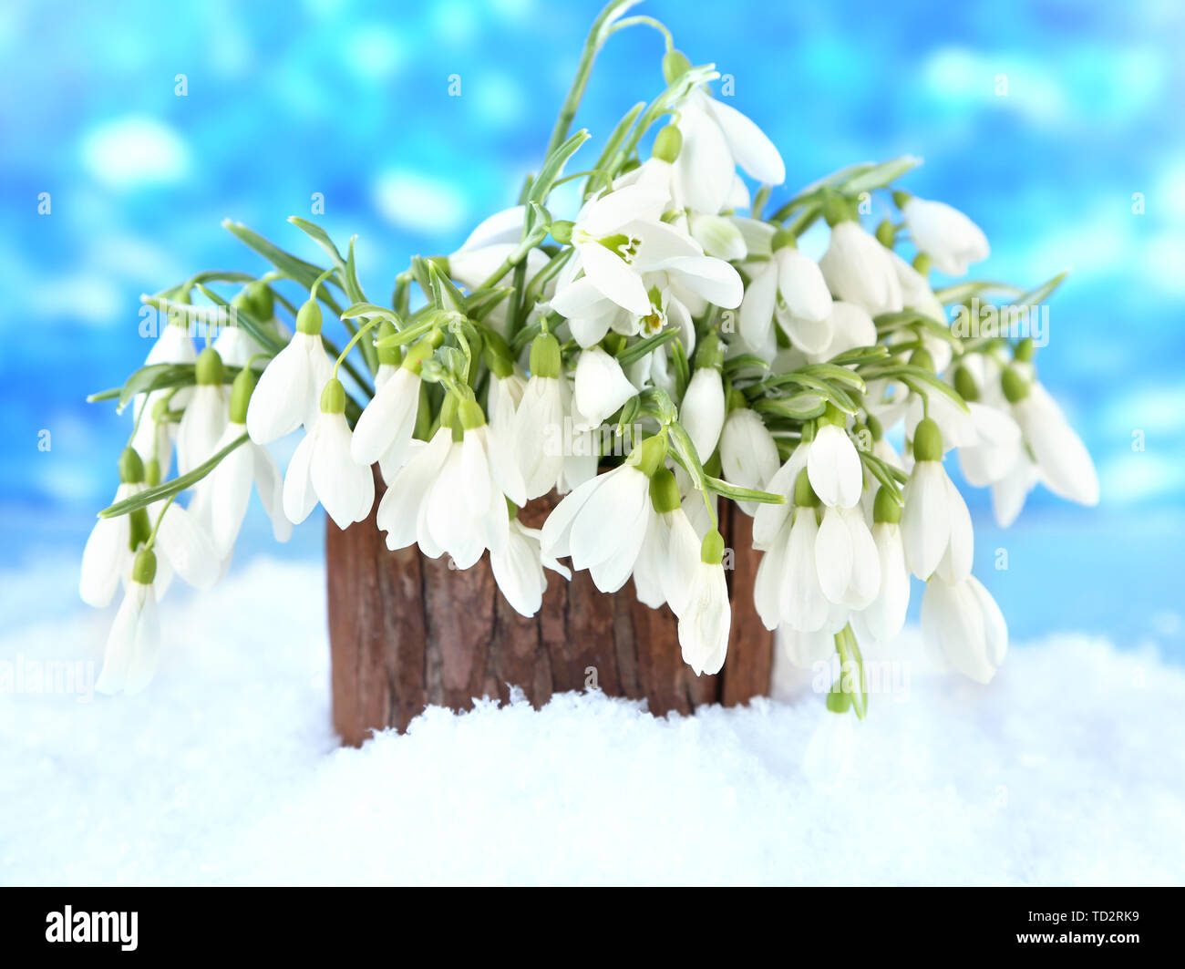 Bouquet of snowdrop flowers in vase with snow, on bright background ...