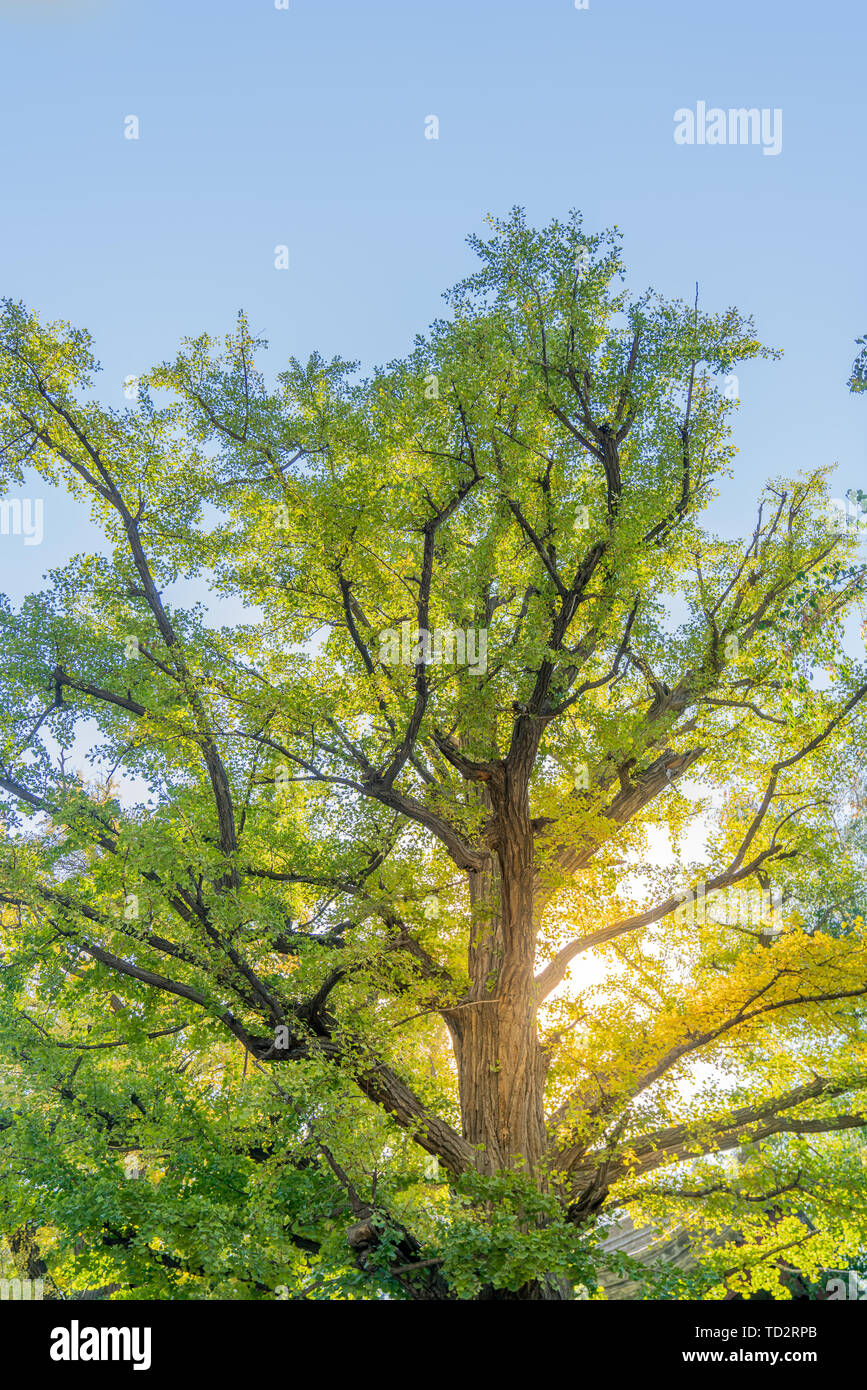 A lush tree Stock Photo - Alamy