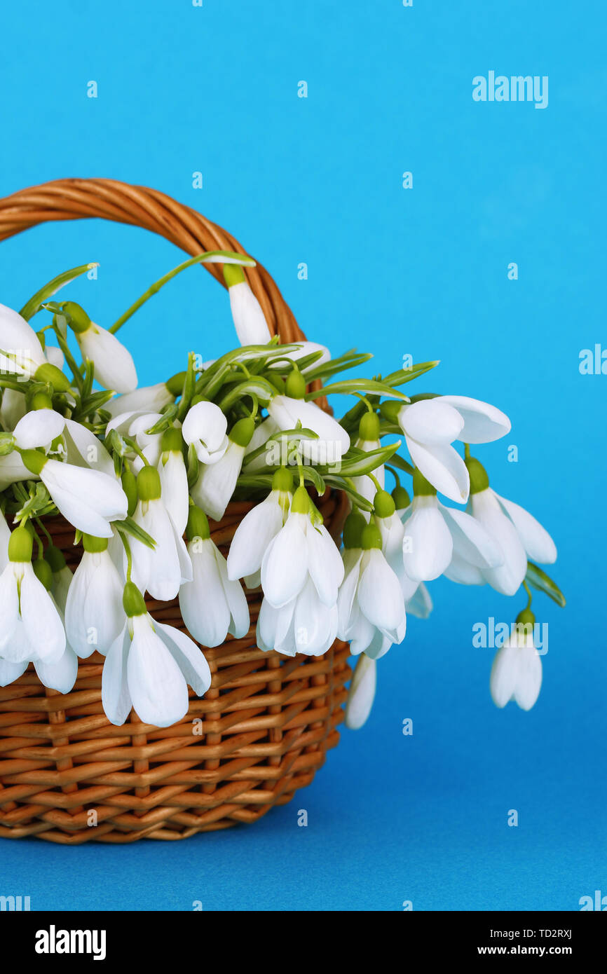 Spring snowdrop flowers in wicker basket, on color background Stock ...