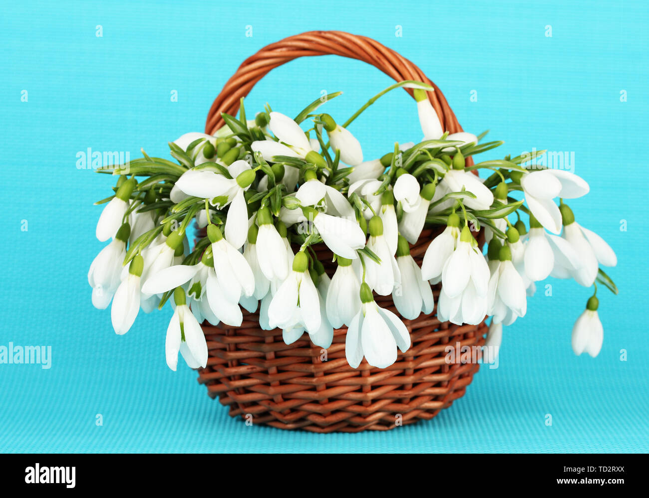 Spring snowdrop flowers in wicker basket, on color background Stock ...