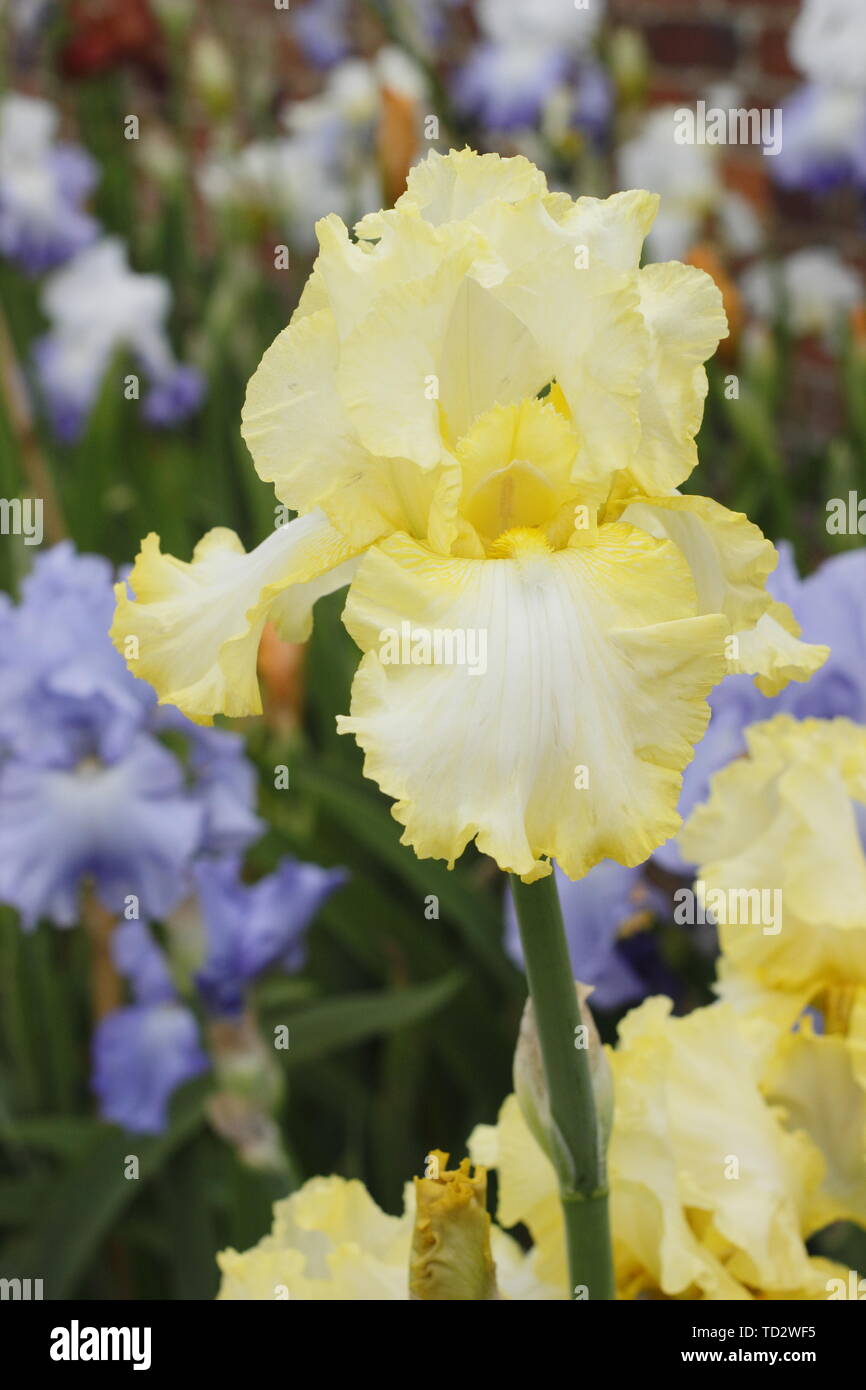 Flowers with ruffled petals hi-res stock photography and images - Alamy