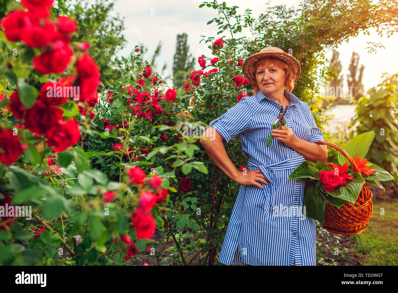 Senior woman gathering flowers in garden. Middle-aged woman cutting ...