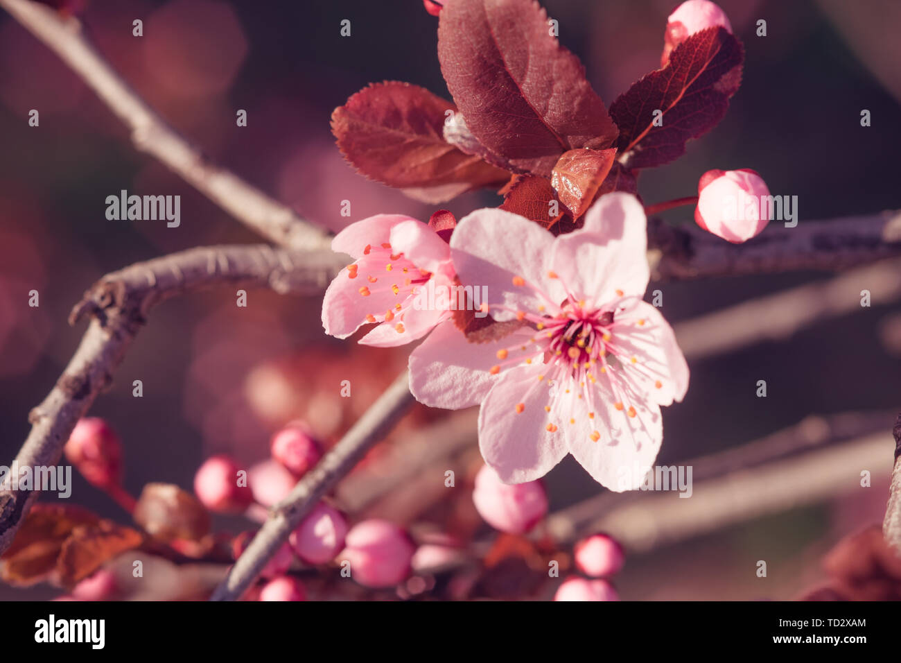 pink flowers - big opened and small closed buds of blloming tree on the ...