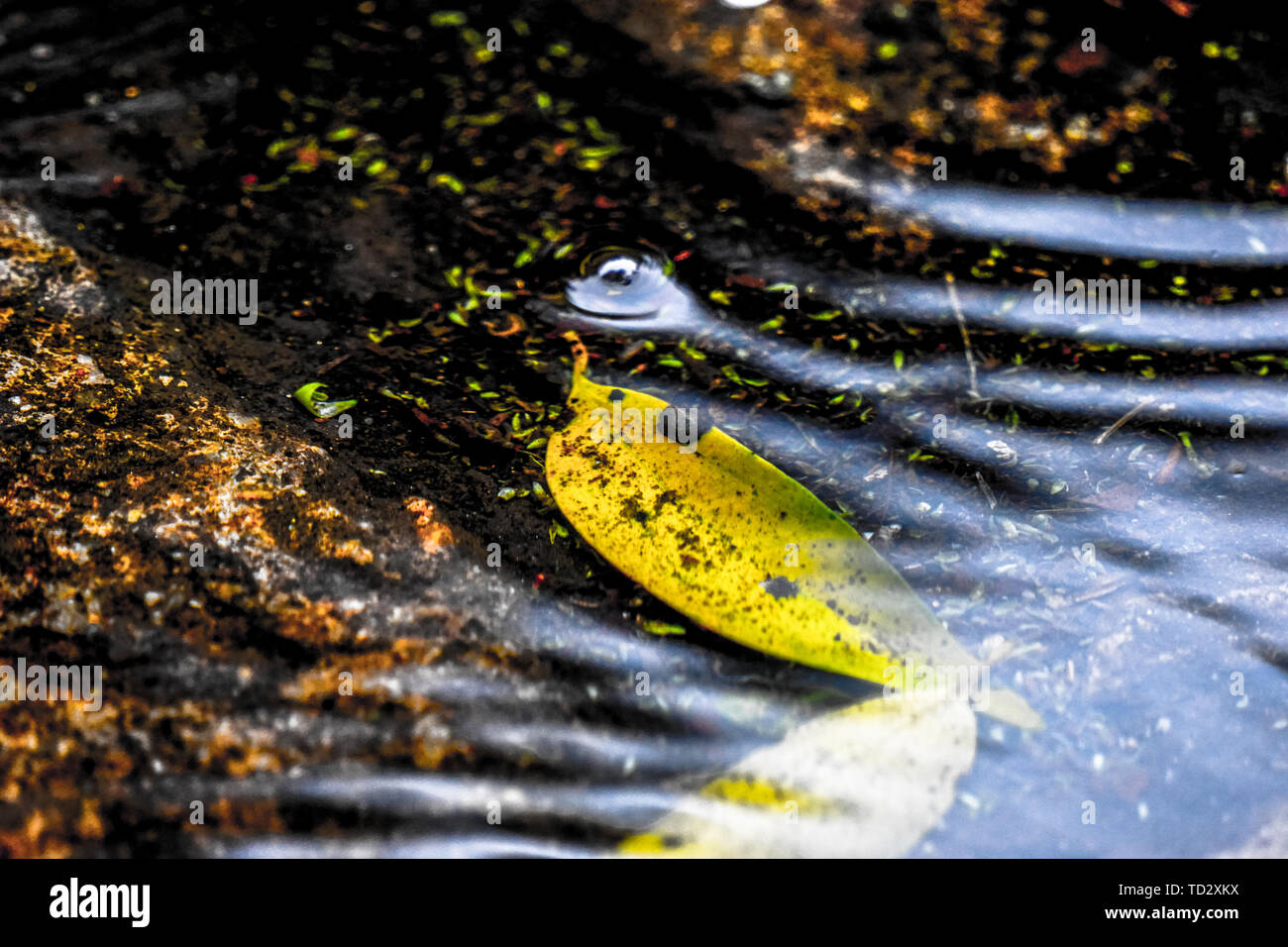 Falling leaves listen to the rain Stock Photo - Alamy