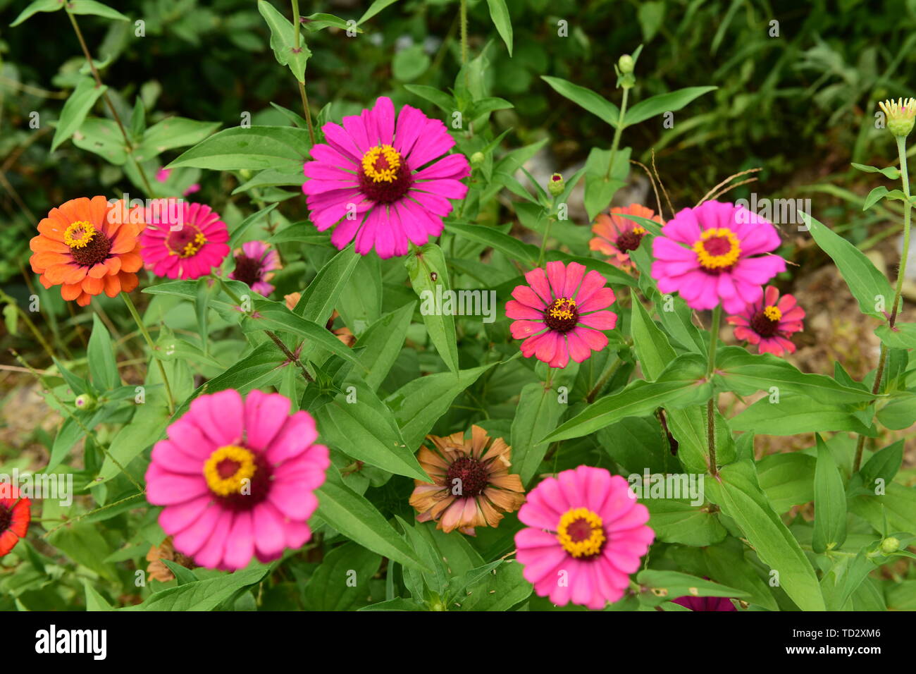 High-definition pictures of flowers Stock Photo - Alamy