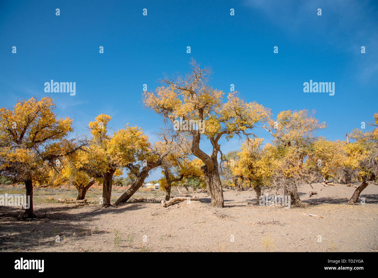 Hu Yang Lin, Ejina flag of Alashan League, Inner Mongolia Stock Photo ...
