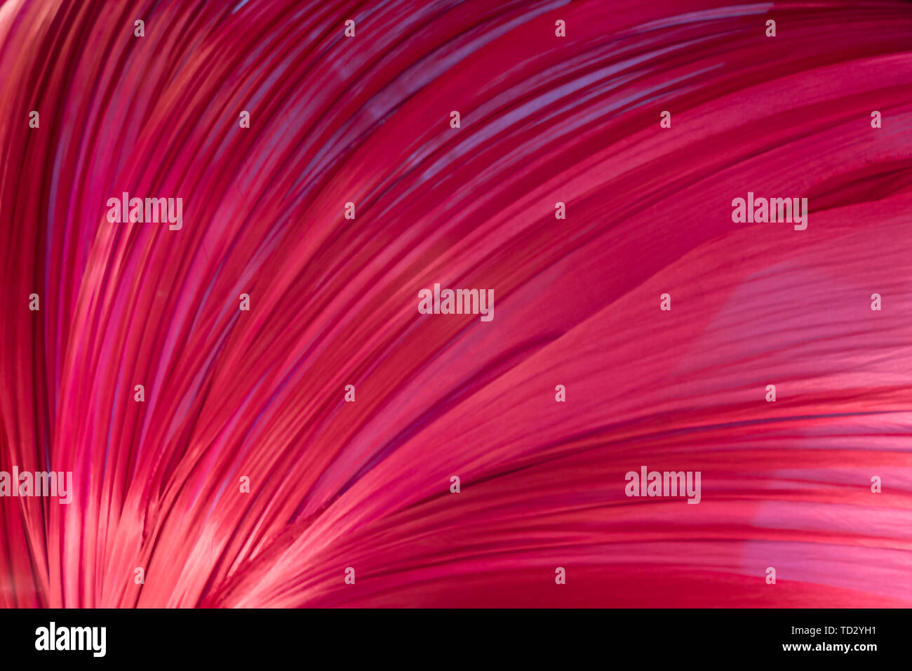 Red wedding mantle Stock Photo - Alamy