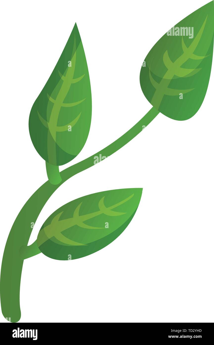 Matcha tea plant icon. Cartoon of matcha tea plant vector icon for web ...