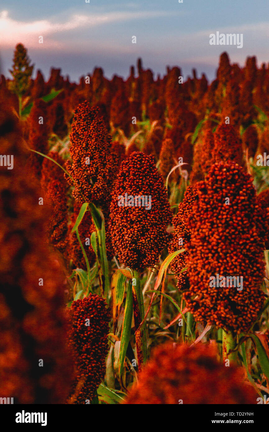 Red sorghum hi-res stock photography and images - Alamy