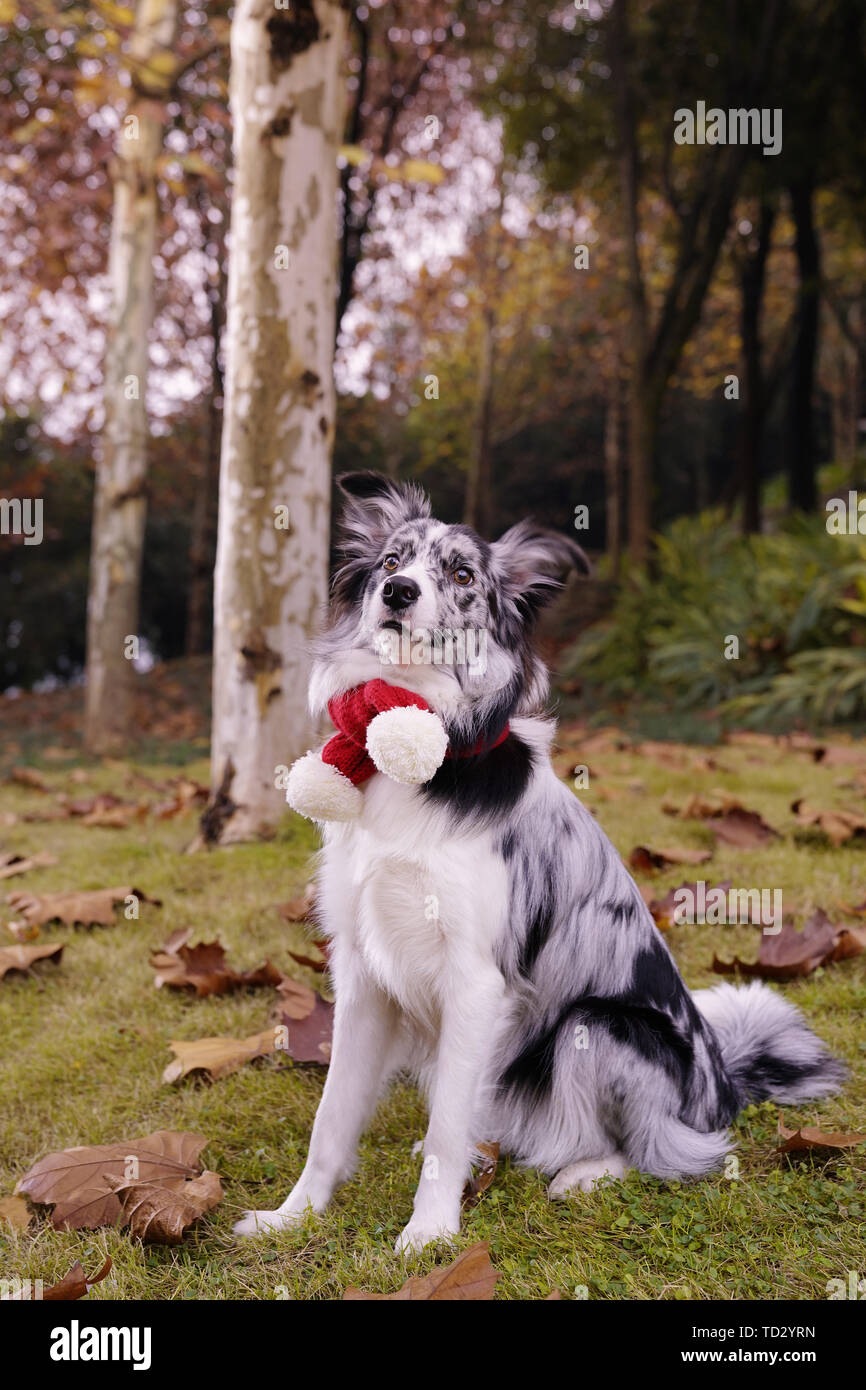 Autumn and winter outdoor pet photos, dog photos, meteorite siding ...