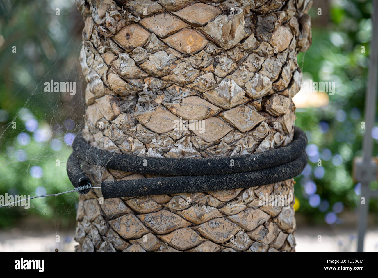 A close up of the texture of the trunk of a Wood's Cycad growing in Kew ...